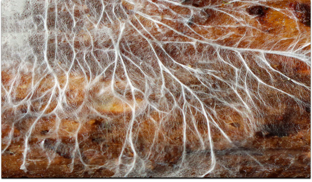 mycelium_research – Deployable and Reconfigurable Structures Laboratory